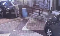 "손을 할퀴어서"…안전고깔에 길고양이 가두고 학대한 20대 송치