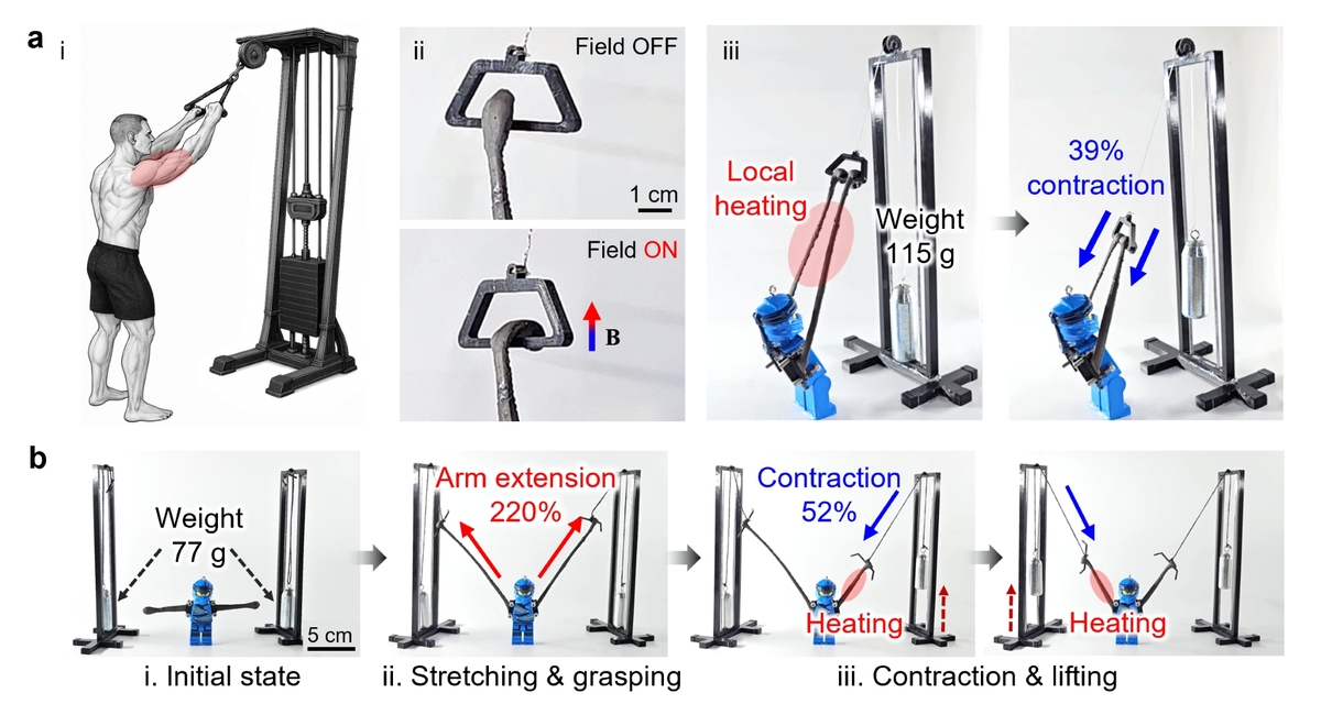 "사람 근육의 30배 능력"…UNIST, 변형 자유로운 인공근육 개발 | 연합뉴스