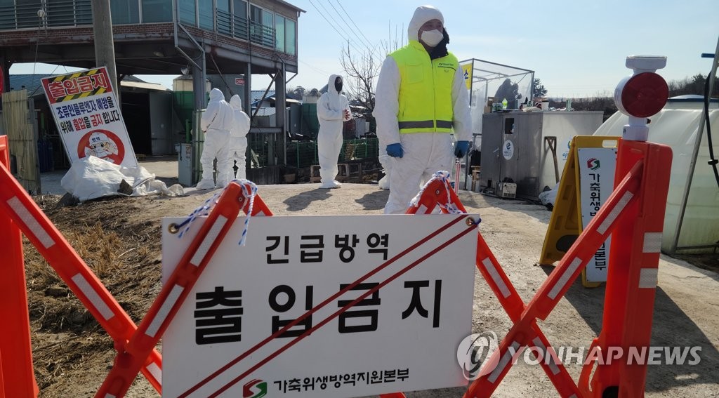 김제 종오리·예산 산란계 농장서 고병원성 Ai 확진 연합뉴스