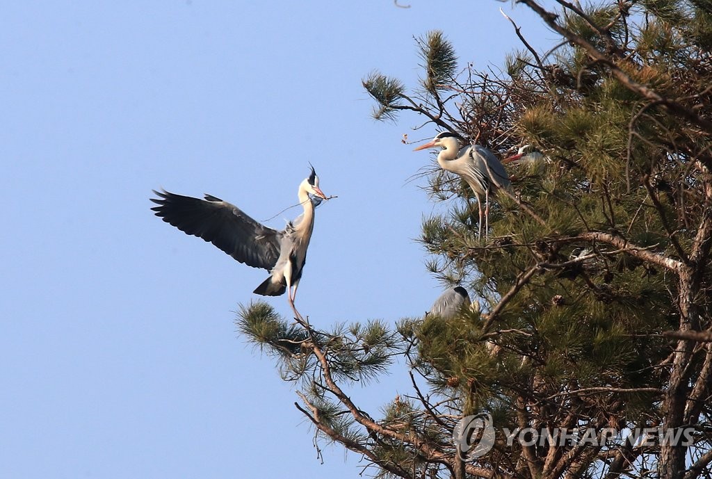 둥지 만들기에 분주한 왜가리 | 연합뉴스