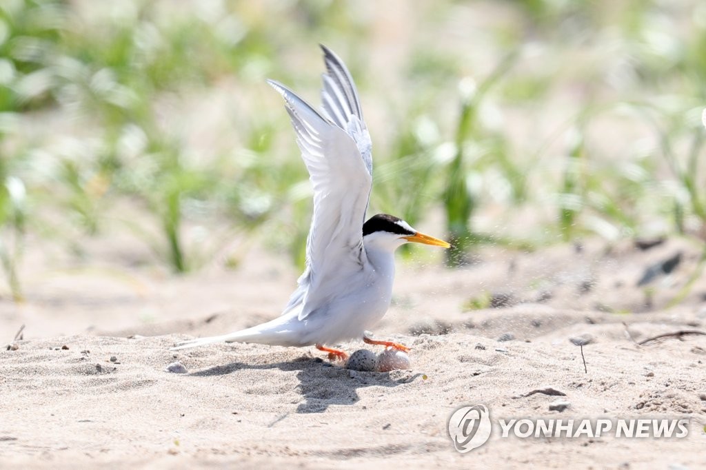 둥지로 들어서는 쇠제비갈매기 | 연합뉴스